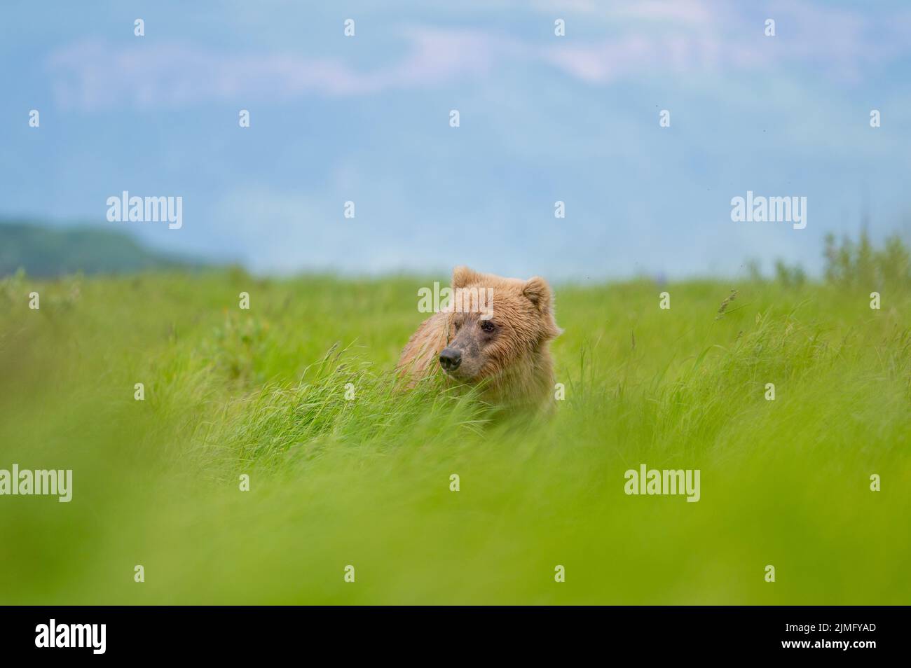 Alaskan brown bear moving along a trail in McNeil River State Game ...