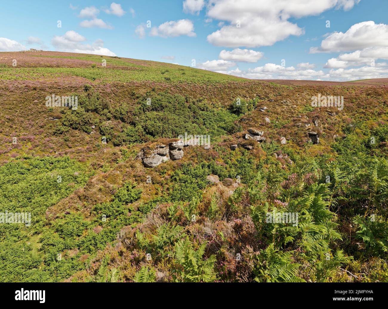 Chaw chaw hi-res stock photography and images - Alamy