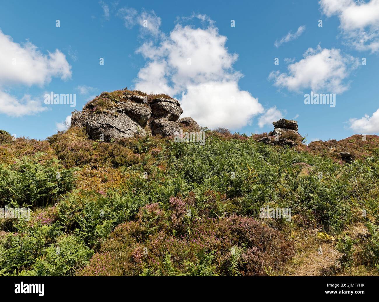 Chaw chaw hi-res stock photography and images - Alamy