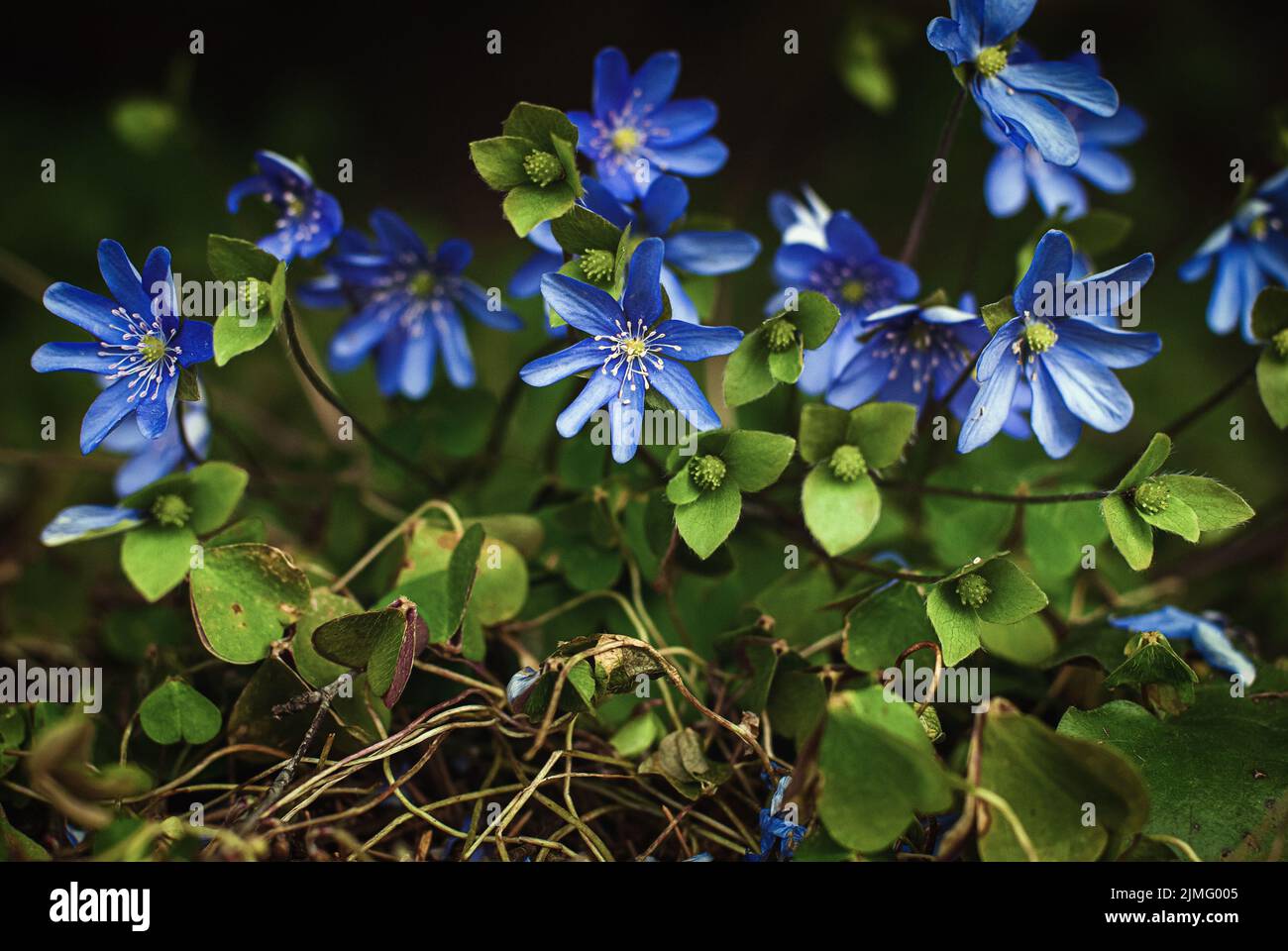 Liverleaf (Hepatica nobilis) is early-blooming perennial wildflower in ...