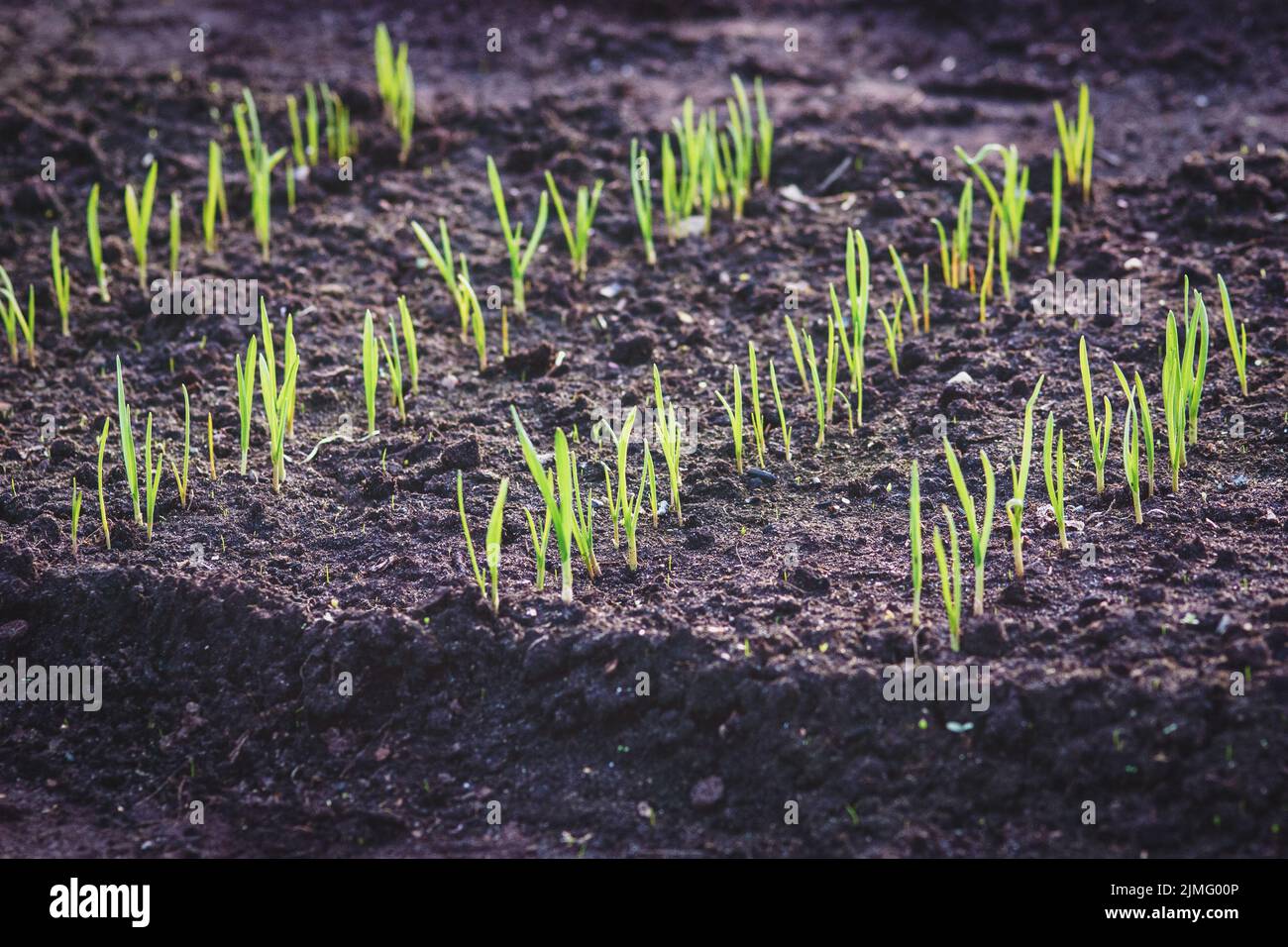 Garlic sprouts growing in rows on mounded in-ground garden bed Stock ...