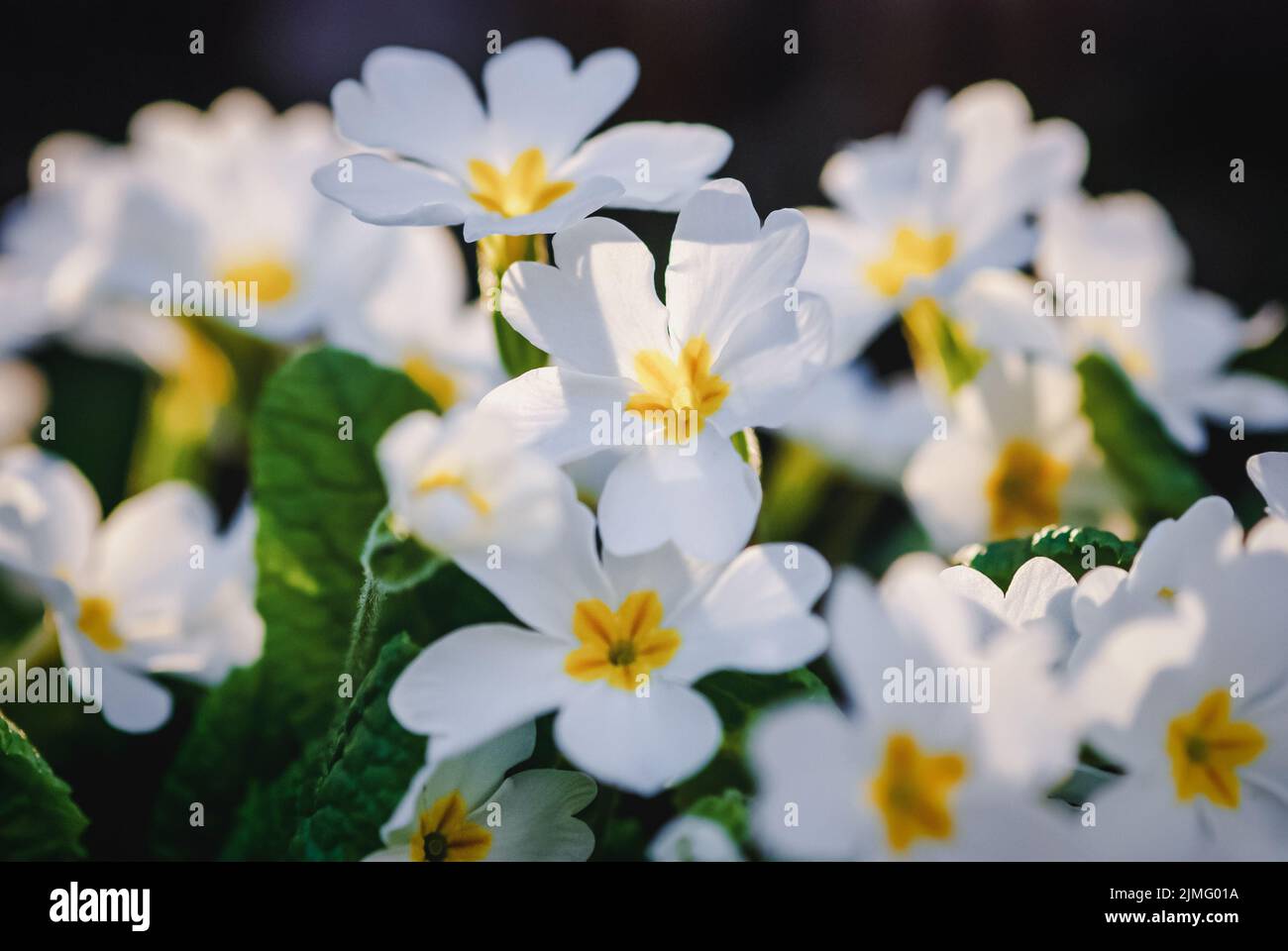 White primula flowers in shady spring forest closeup, Primula vulgaris ...