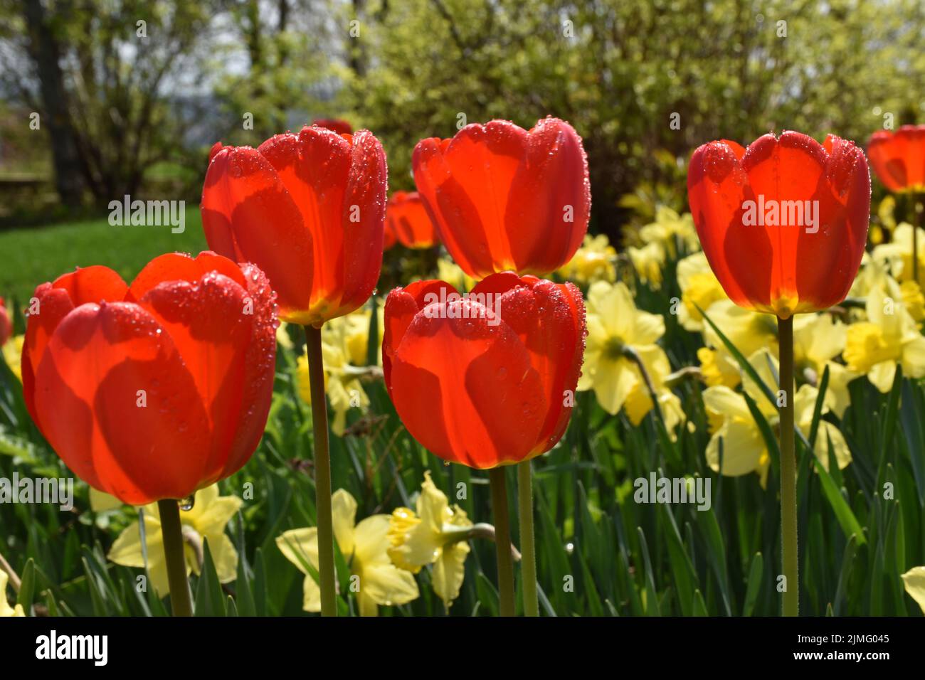 The first flowers of spring, Sainte-Apolline, Quebec, Canada Stock ...