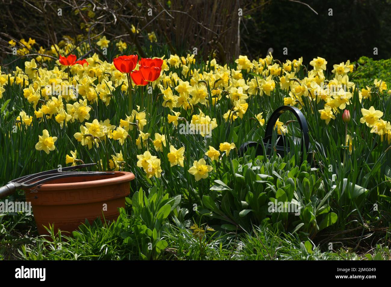 The first flowers of spring, Sainte-Apolline, Quebec, Canada Stock ...