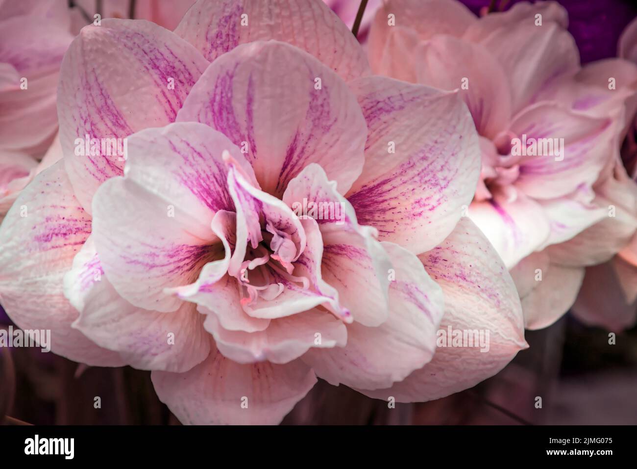 Pink beautiful lily close hi-res stock photography and images - Alamy