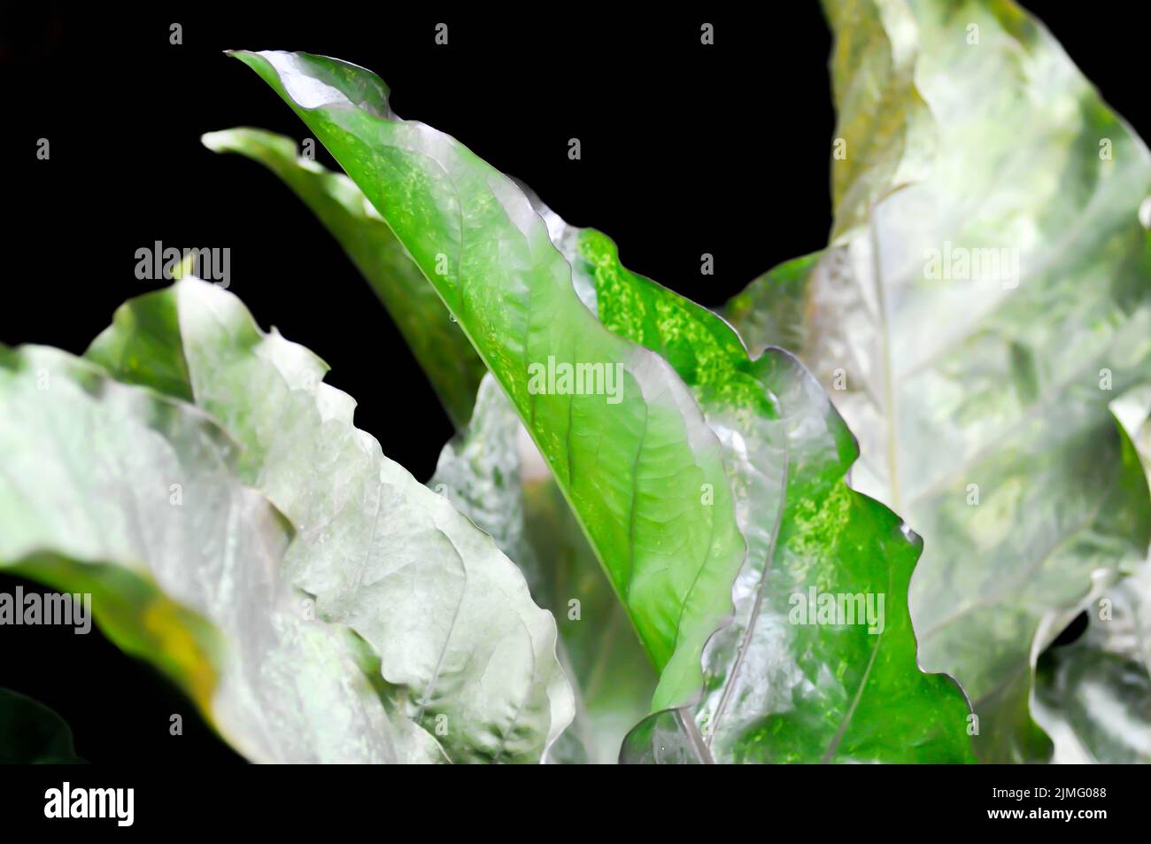 Anthurium Renaissance, Anthurium plant in black background Stock Photo ...