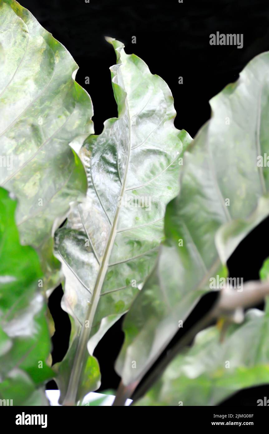 Anthurium Renaissance, Anthurium plant in black background Stock Photo ...