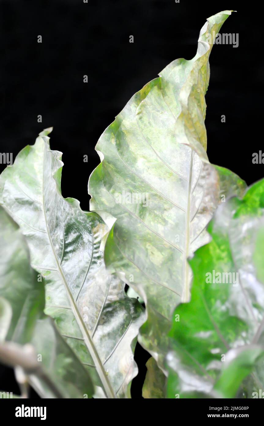 Anthurium Renaissance, Anthurium plant in black background Stock Photo ...