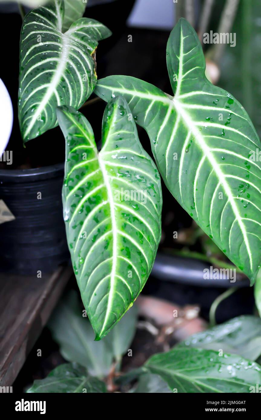 Caladium Lindenii, Caladium Xanthosoma or Magnificum or Caladium ...