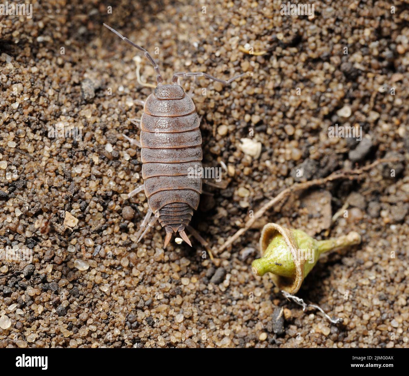 Woodlice on the sand Stock Photo - Alamy