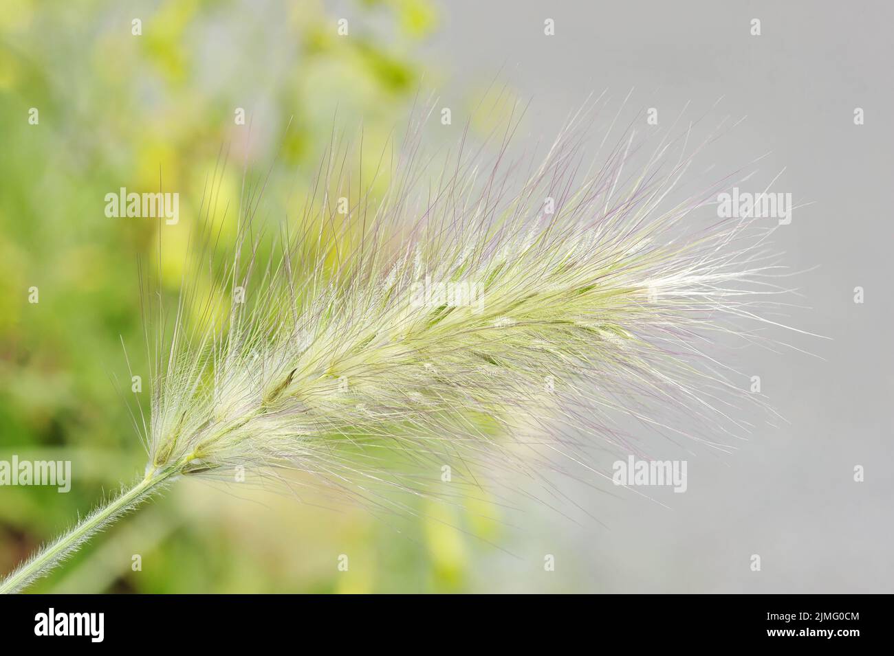 Decorative spikelet hi-res stock photography and images - Alamy
