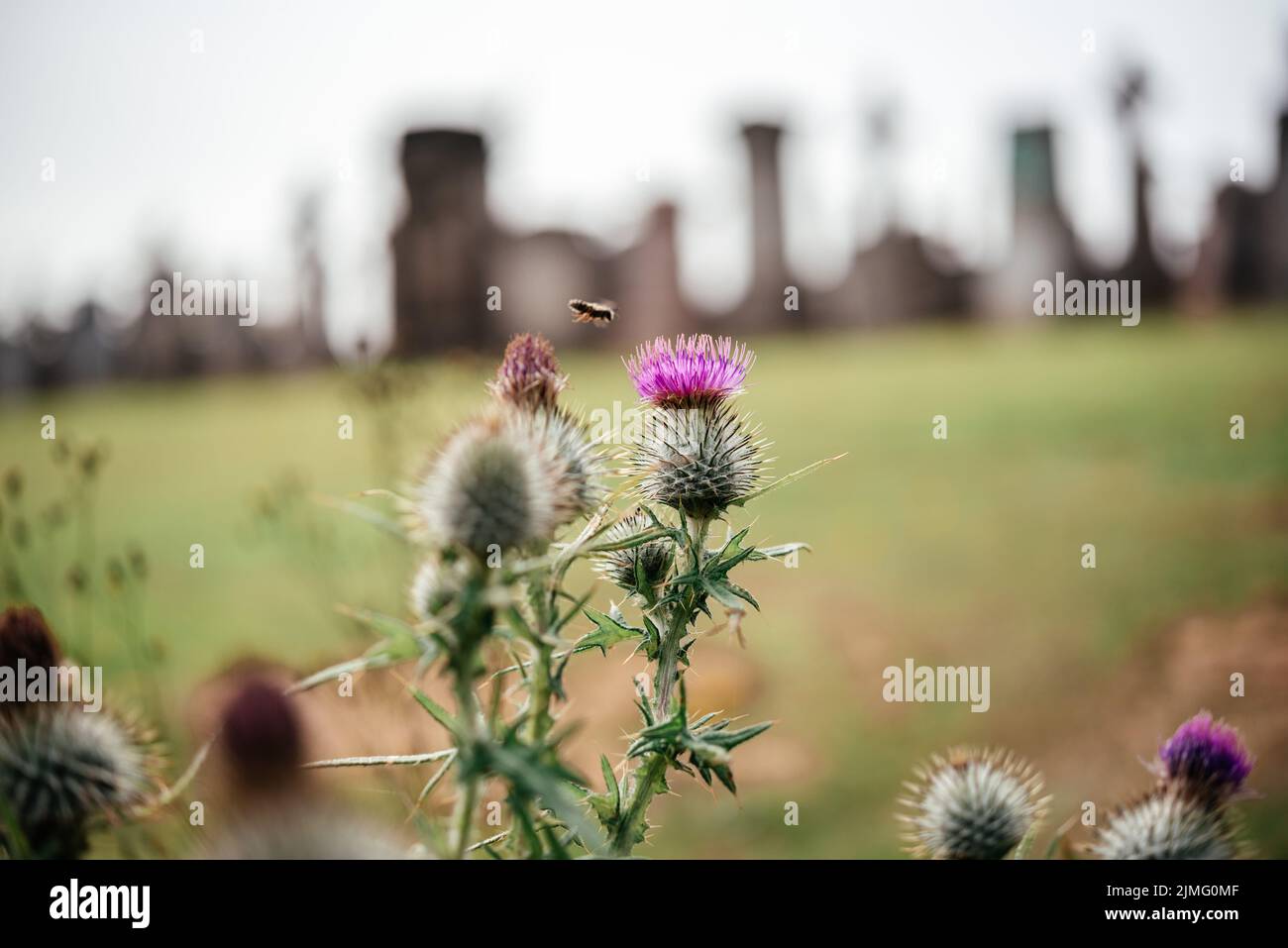 Scottish thistle flower with old necropolis on the background Stock ...
