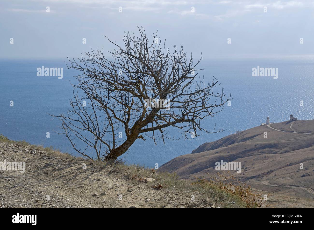 Lonely tree over a steep slope at the mountain road Stock Photo - Alamy