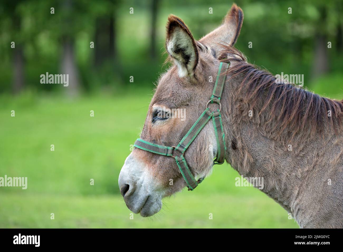 Donkey wild hi-res stock photography and images - Alamy