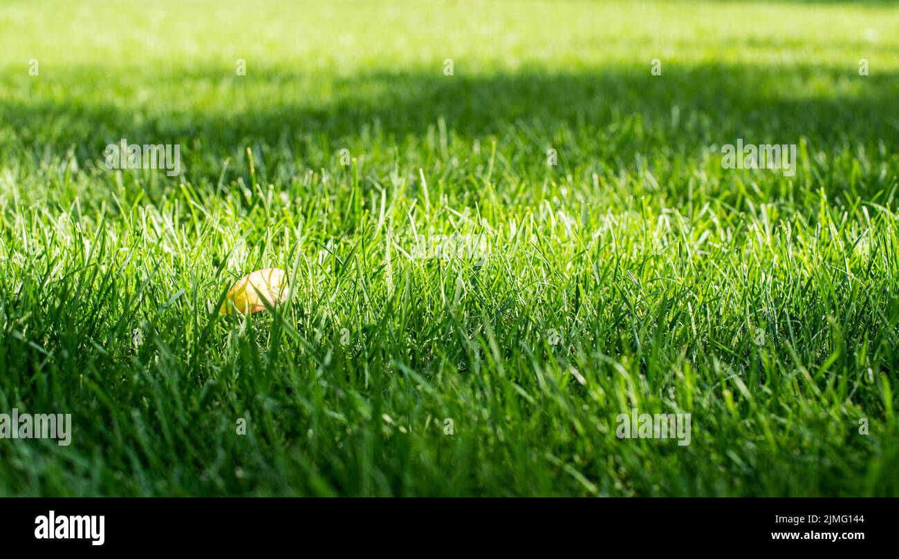 Mowed green backyard grass with yellow leaf closeup view Stock Photo ...