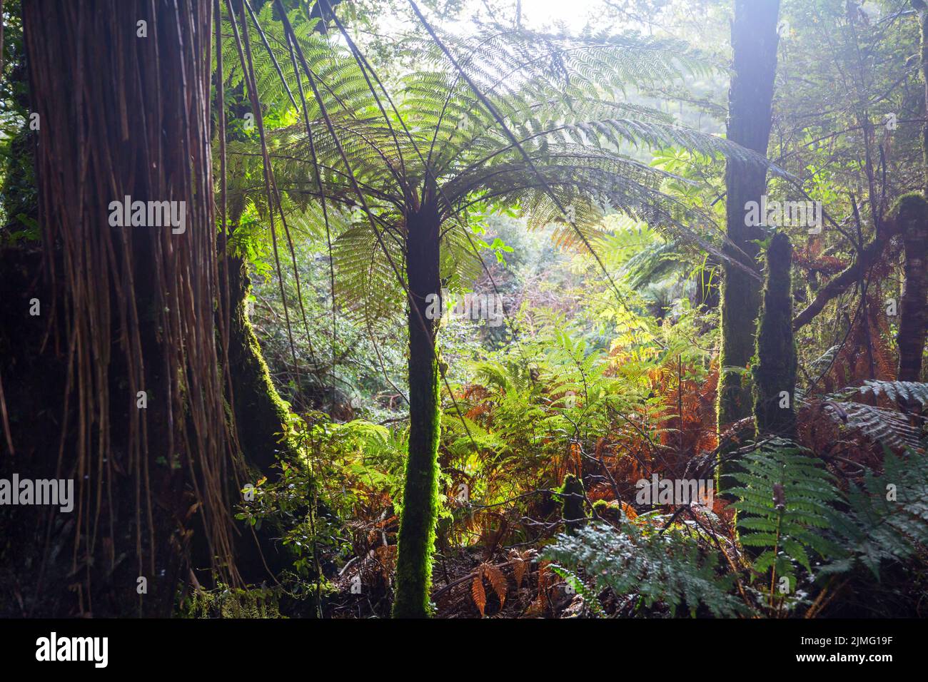 New Zealand forest Stock Photo - Alamy