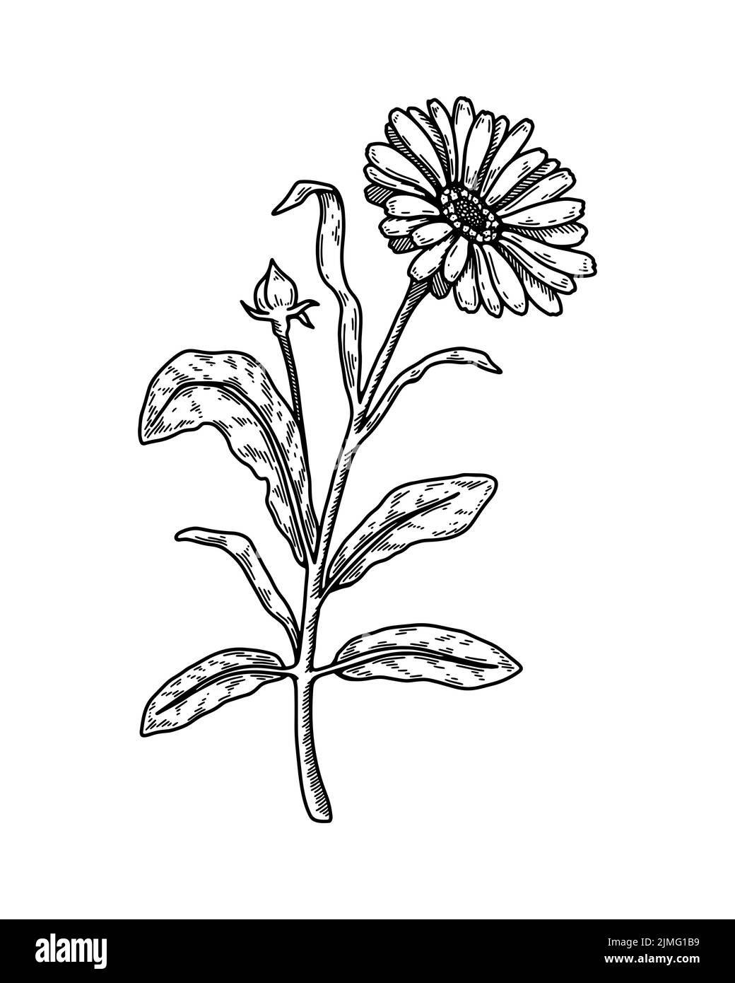 Hand drawn calendula flower. Realistic detailed botanical design ...