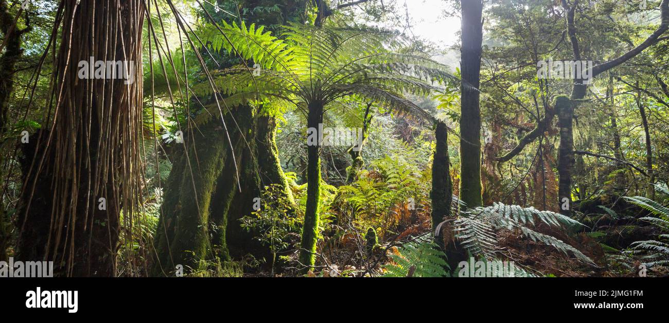 New Zealand forest Stock Photo - Alamy