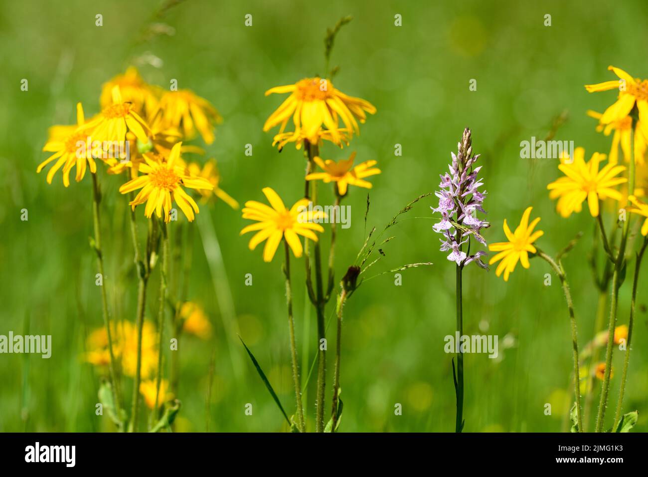 Perigons hi-res stock photography and images - Alamy
