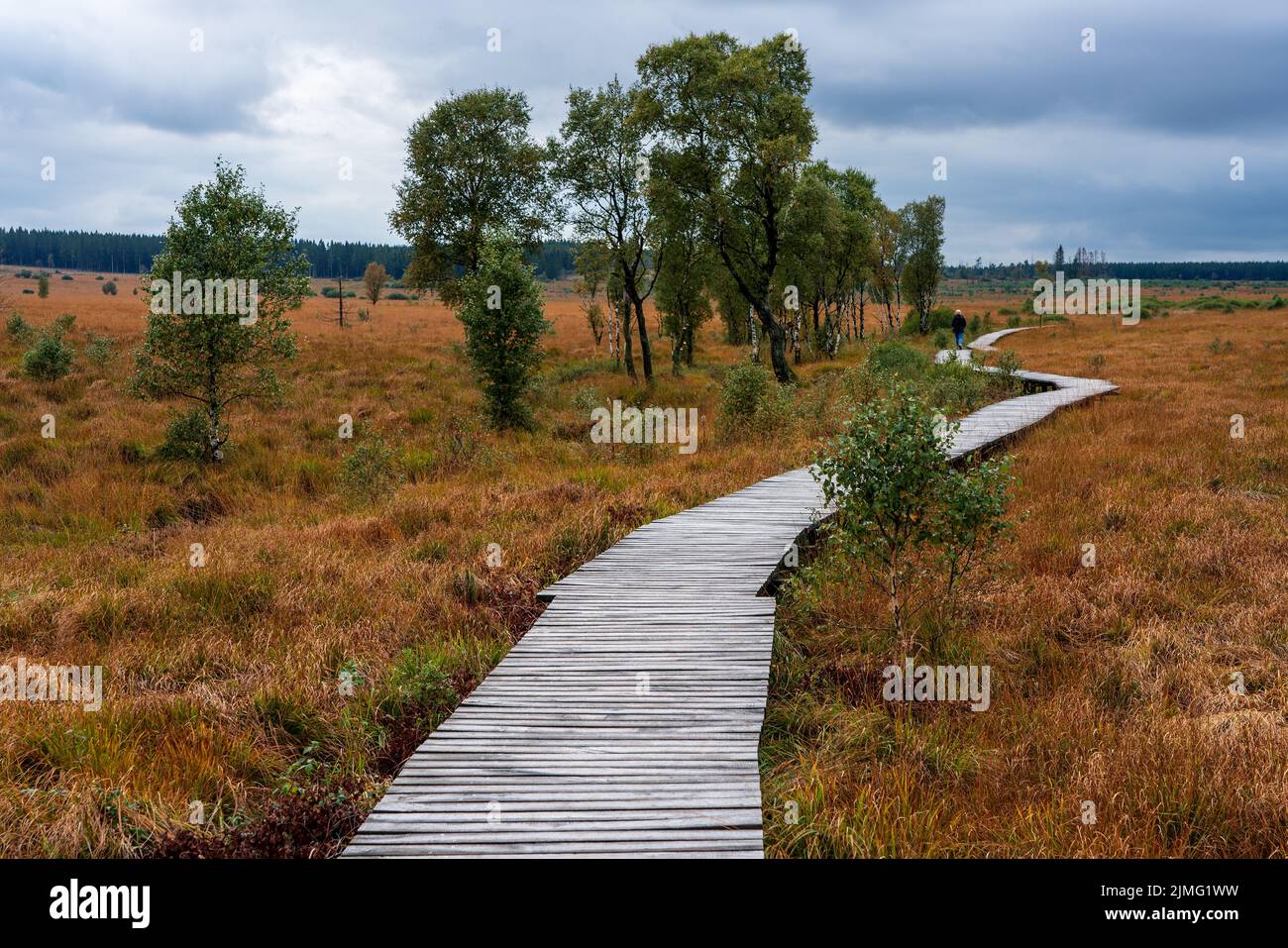 Walker in nature reserve High Fens Stock Photo - Alamy