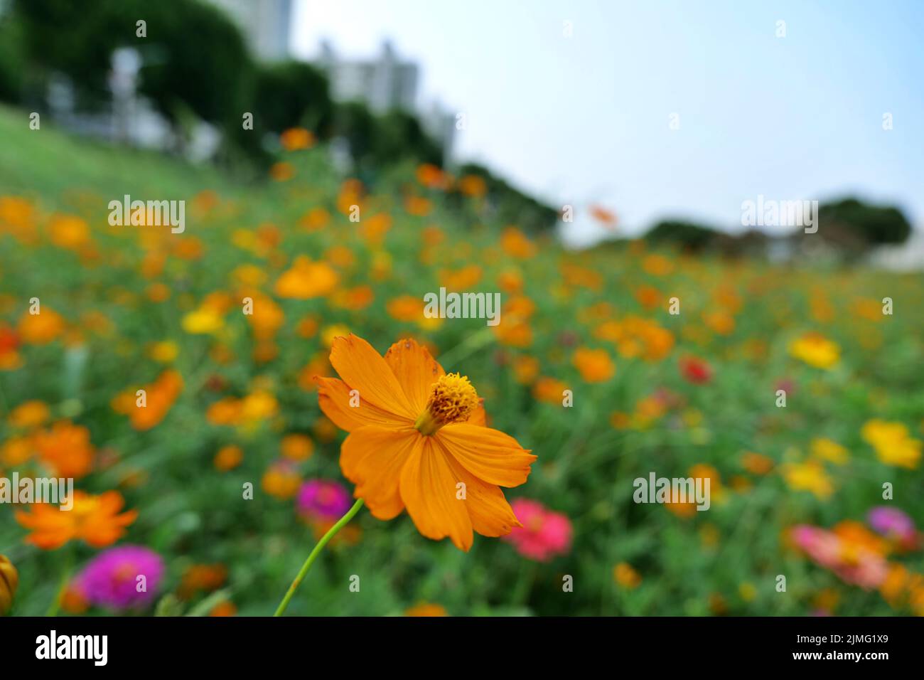 Cosmos sulphureus poppy hi-res stock photography and images - Alamy