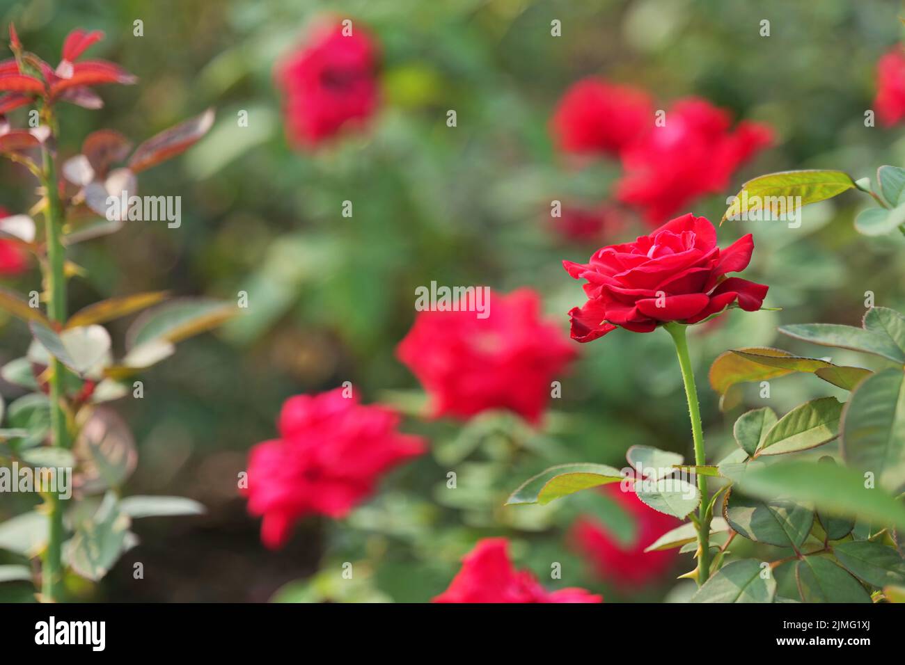 Discoloration white rose hi-res stock photography and images - Alamy