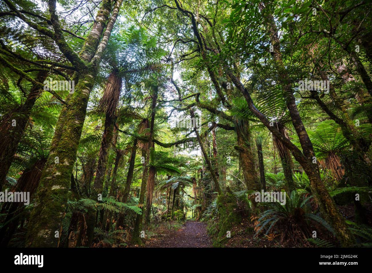 New Zealand forest Stock Photo - Alamy