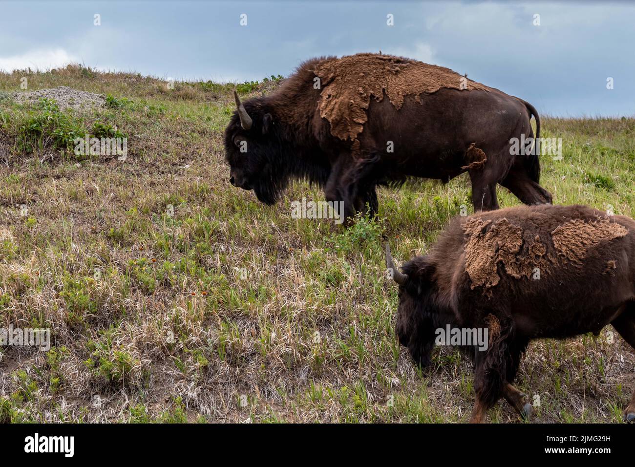 American Bison in the field of Theodore Roosevelt NP, North Dakota ...