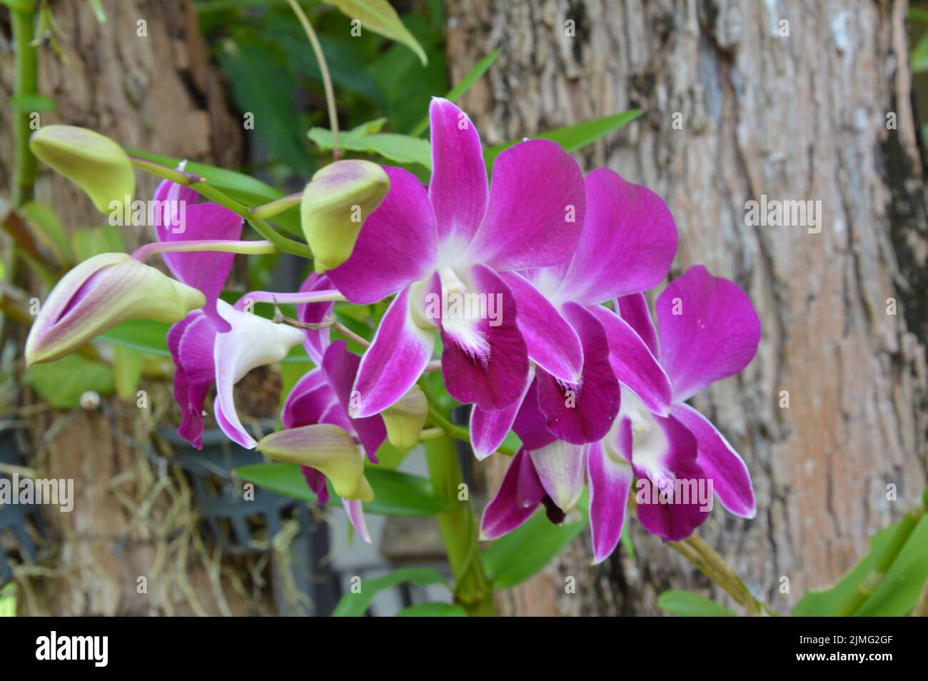 Wild Orchids growing from the tree Stock Photo - Alamy