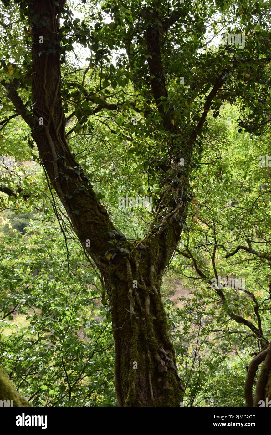 tree with ivy growing up Stock Photo - Alamy