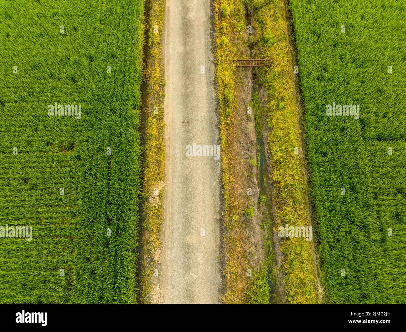 Overhead view of dirt road and drainage ditch through neat rice fields ...