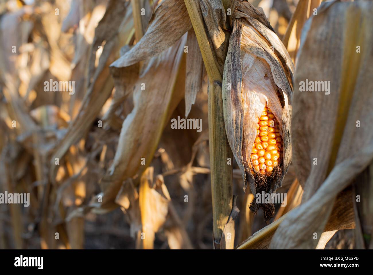 Dry corn stalks with cobs backlit by sun at fields autumn time Stock ...