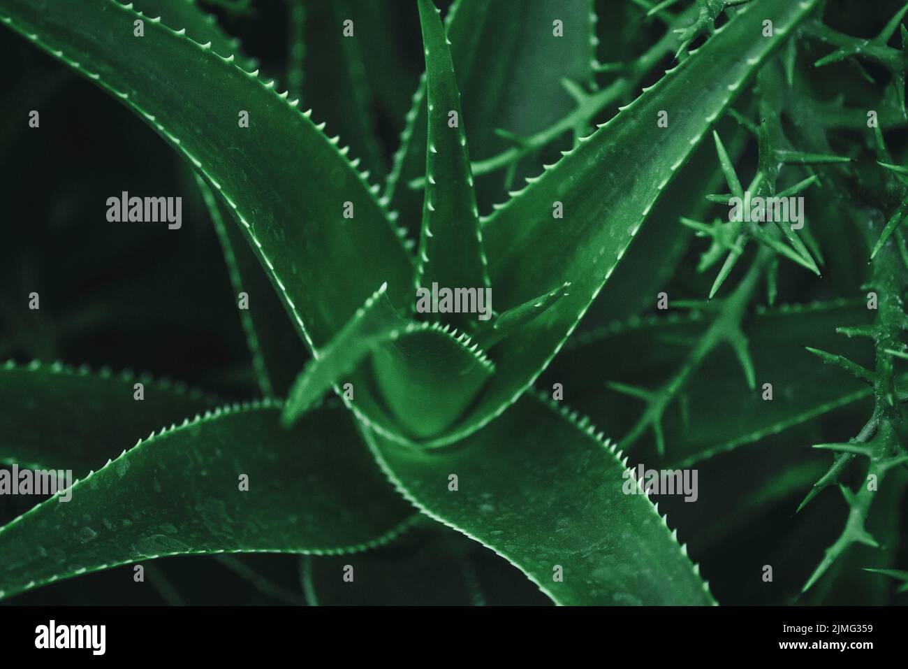 Aloe vera plant closeup, dark green succulent plants Stock Photo - Alamy