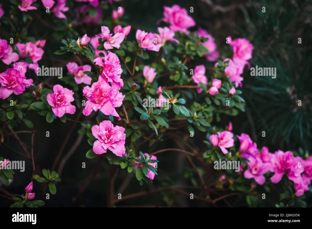 Azalea bush hi-res stock photography and images - Alamy