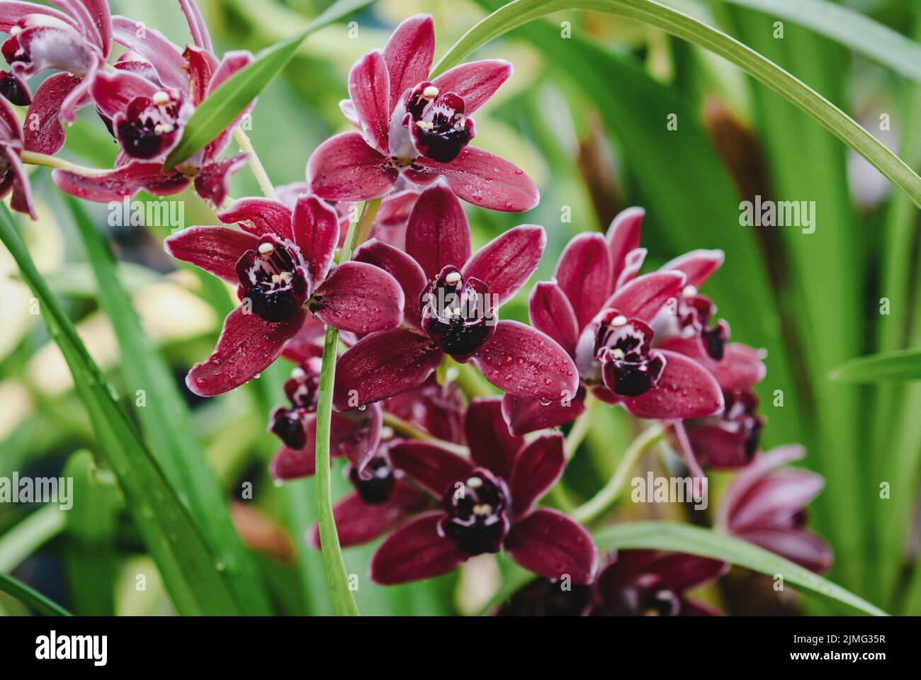 Wine red Cymbidium orchid blooming in botanical garden, photograph ...