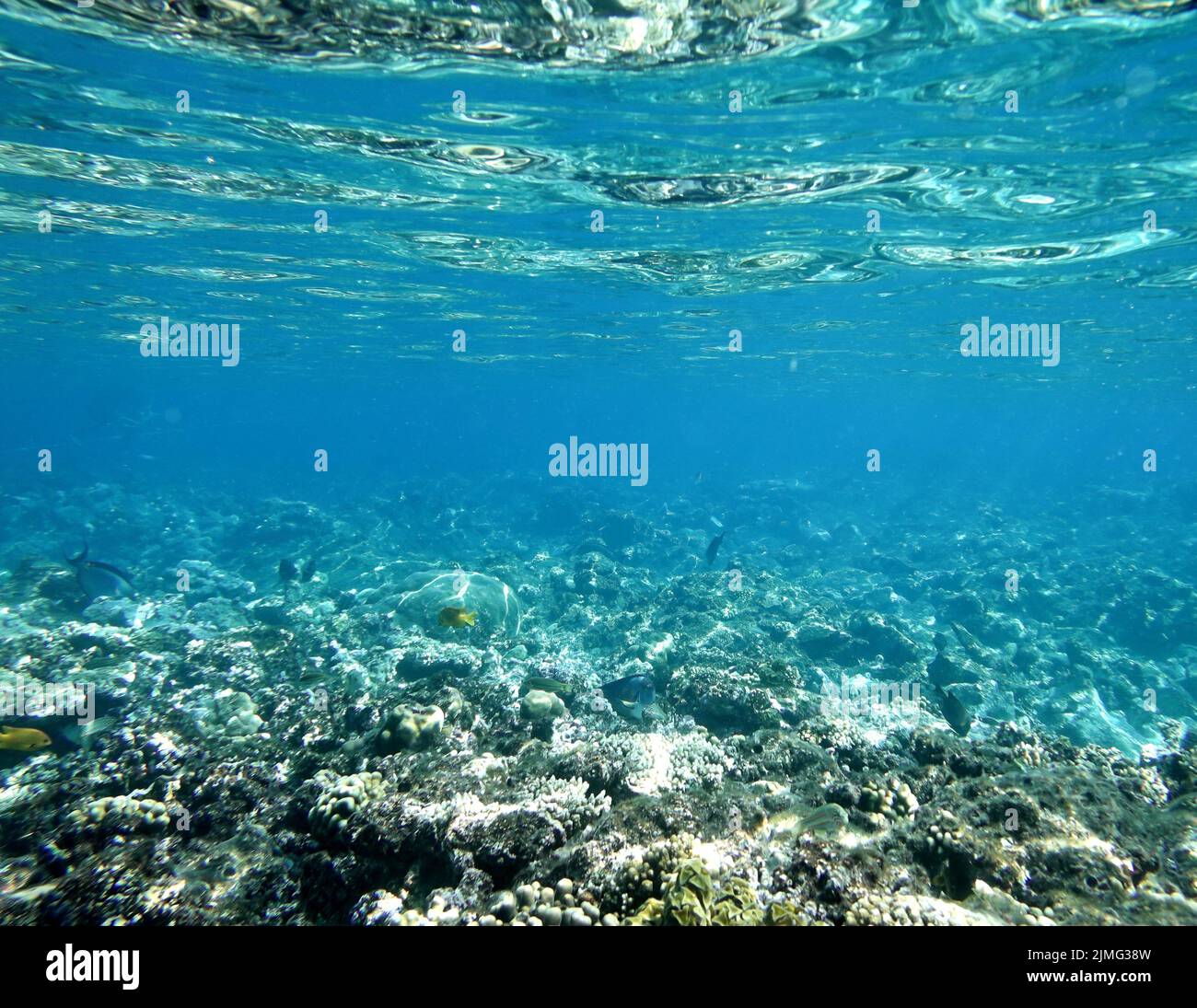 Underwater wave diver hi-res stock photography and images - Alamy