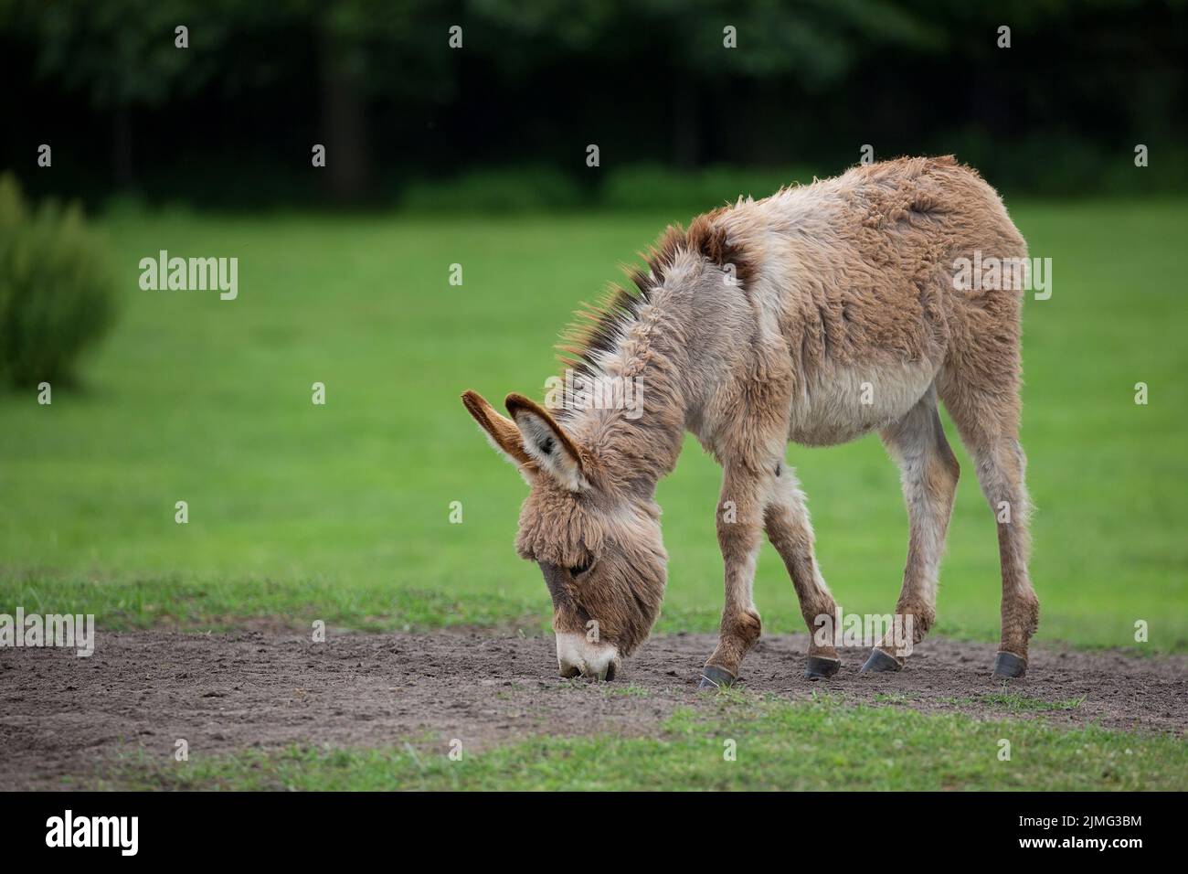 Donkey young hi-res stock photography and images - Alamy