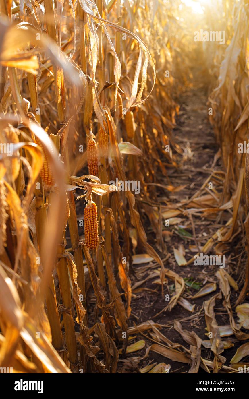 Dry corn stalks with cobs backlit by sun at fields autumn time Stock ...