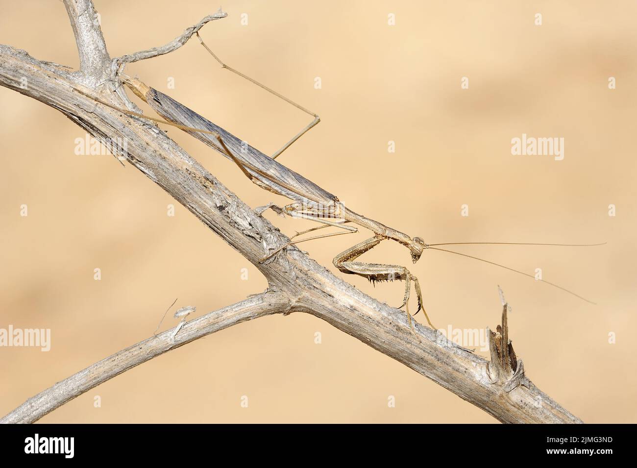 Mantis closeup hi-res stock photography and images - Alamy
