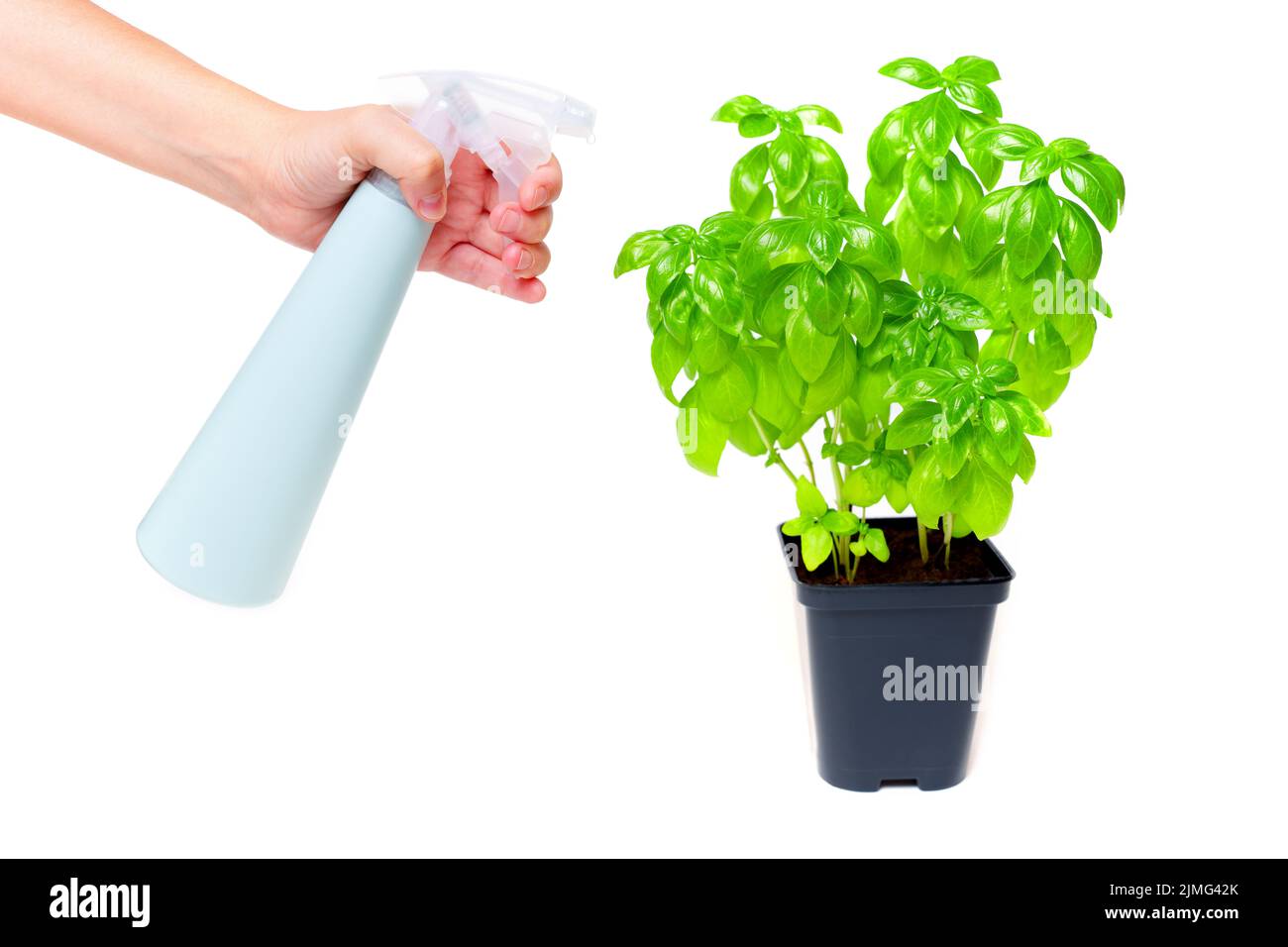 Using a spray bottle to water a potted bush of basil Stock Photo - Alamy