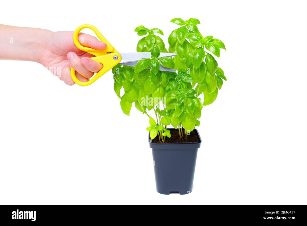 Trimming basil leaves with kitchen scissors isolated on white Stock ...