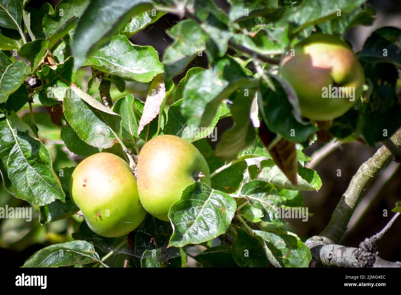 Big fat apples hi-res stock photography and images - Alamy
