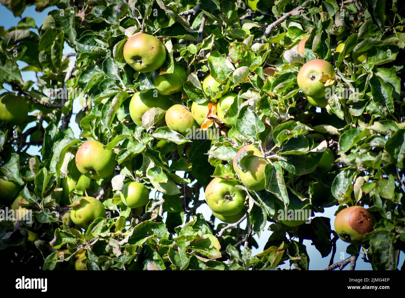 Big fat apples hi-res stock photography and images - Alamy