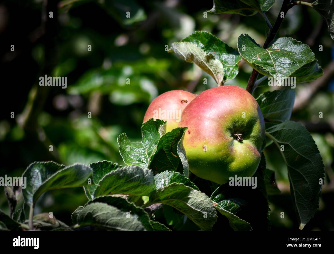 Big fat plums hi-res stock photography and images - Alamy