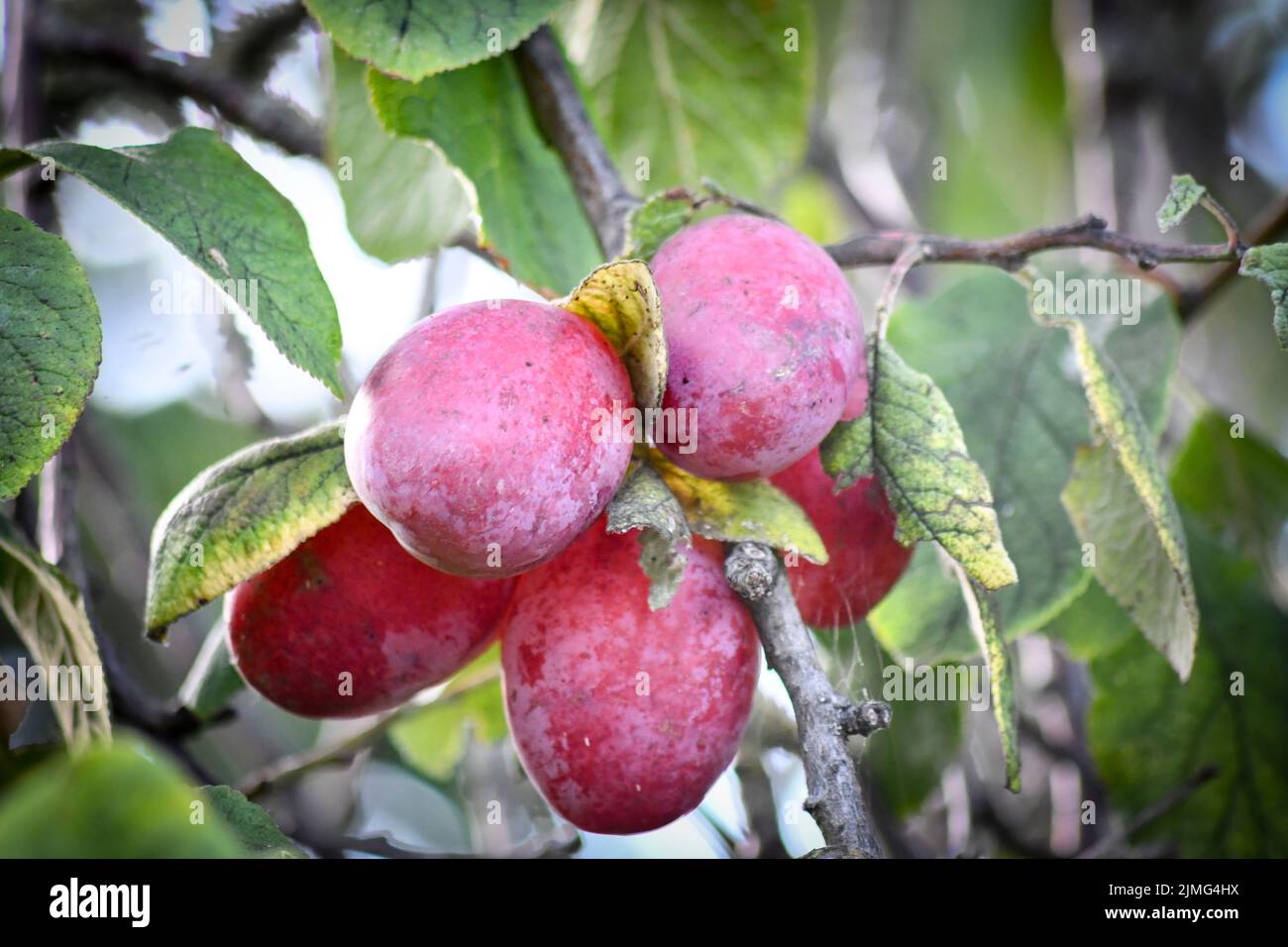 Big fat plums hi-res stock photography and images - Alamy
