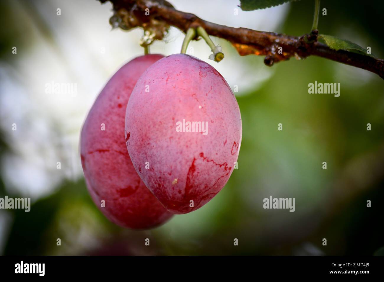 Big fat plums hi-res stock photography and images - Alamy