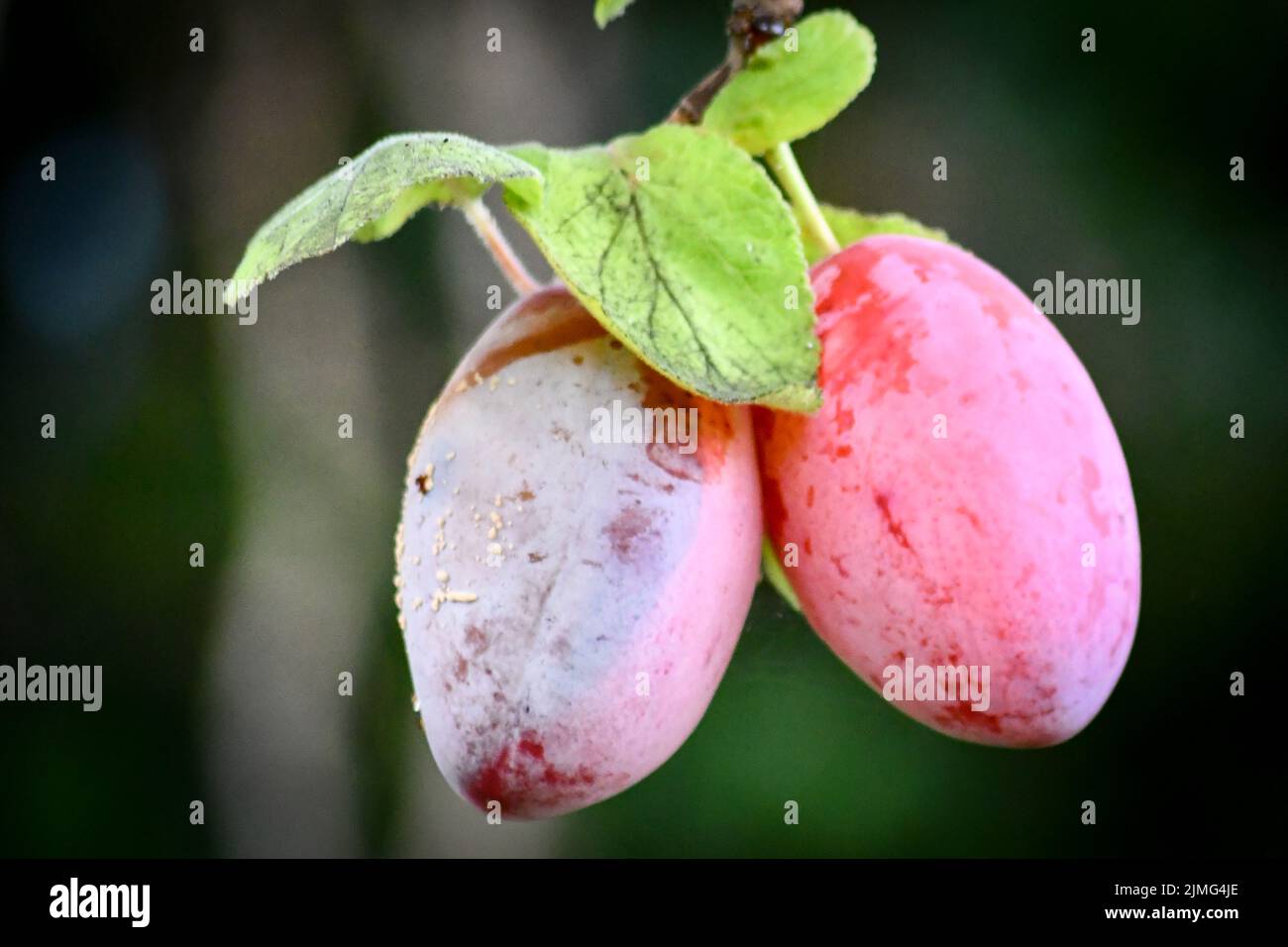 Big fat plums hi-res stock photography and images - Alamy