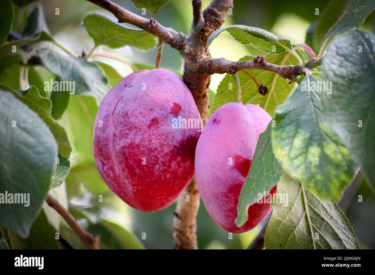 Big fat plums hi-res stock photography and images - Alamy