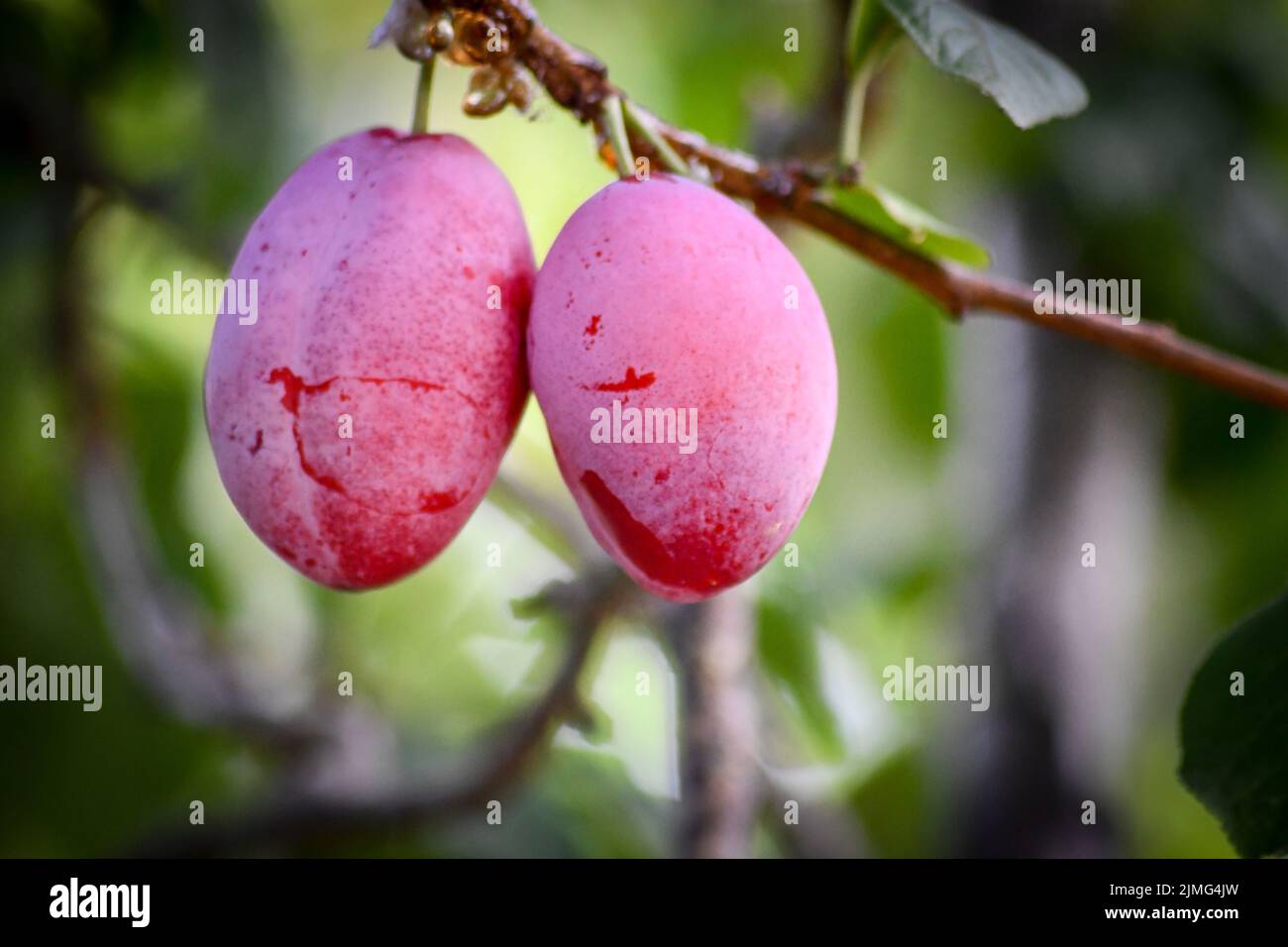 Red plumb tree hi-res stock photography and images - Alamy