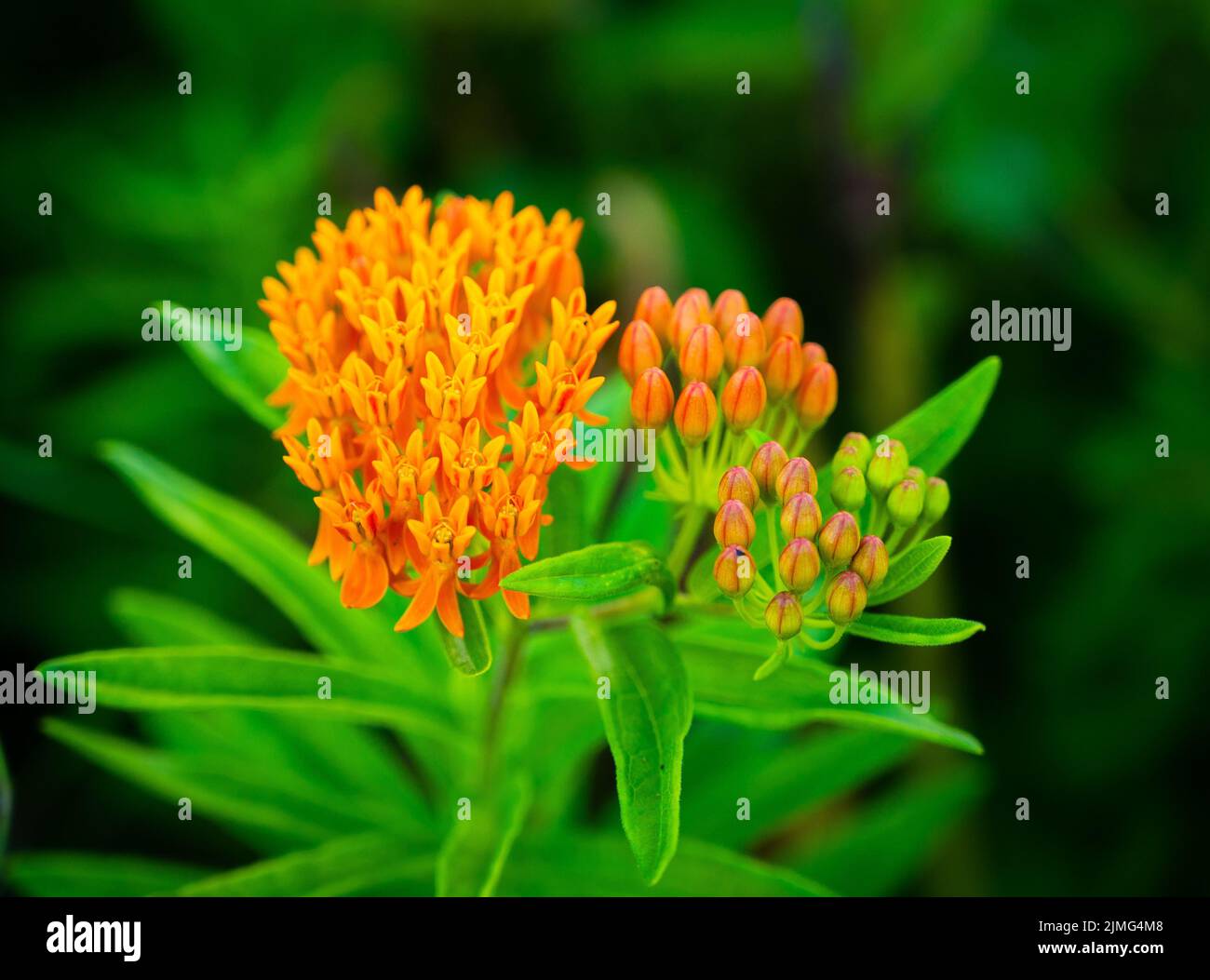 Orange butterfly weed hi-res stock photography and images - Alamy